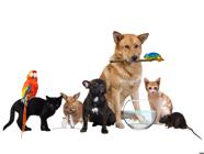 Keeping Pets Keeping Pets